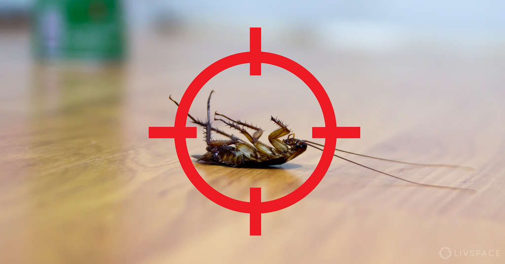 6 Tips: How to Get Rid of Cockroaches From Your Home Remedies