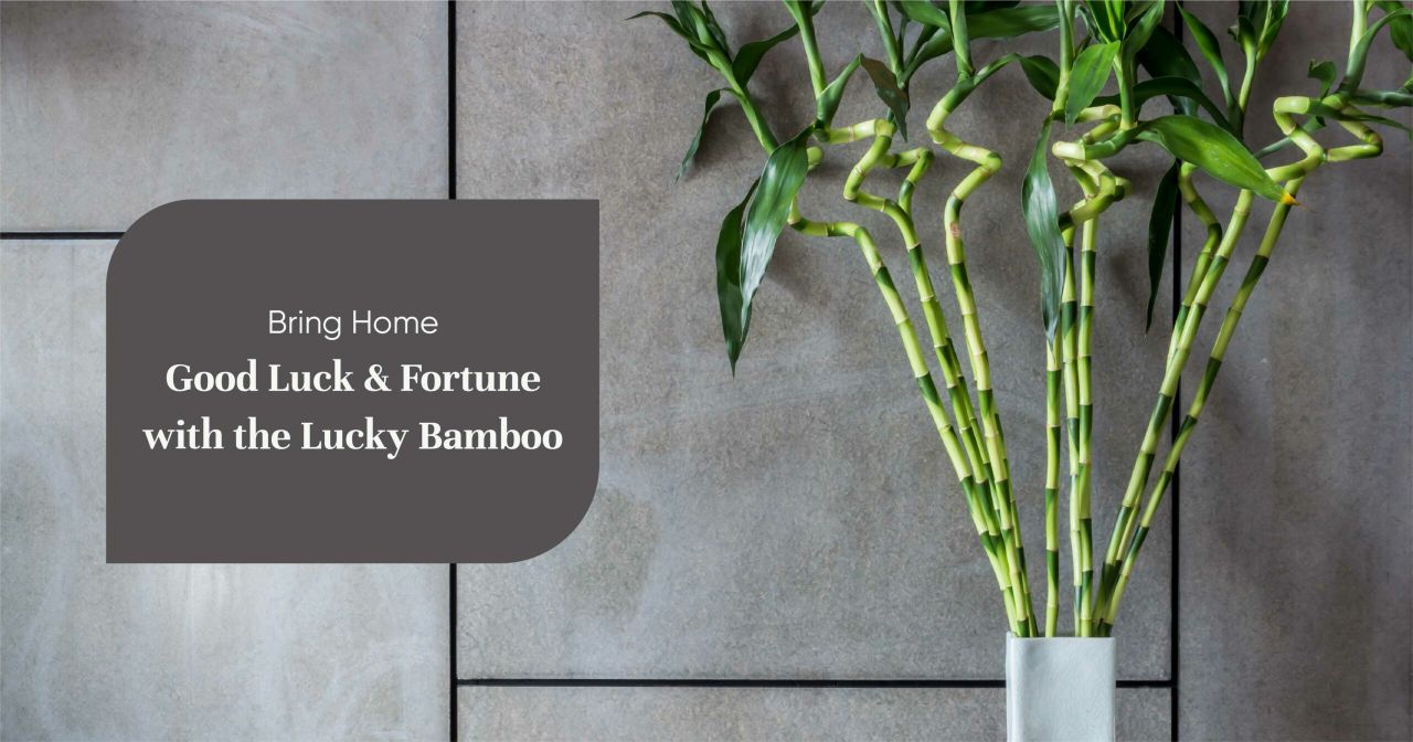 Lucky Bamboo Plants: The Significance and How to Care for Them