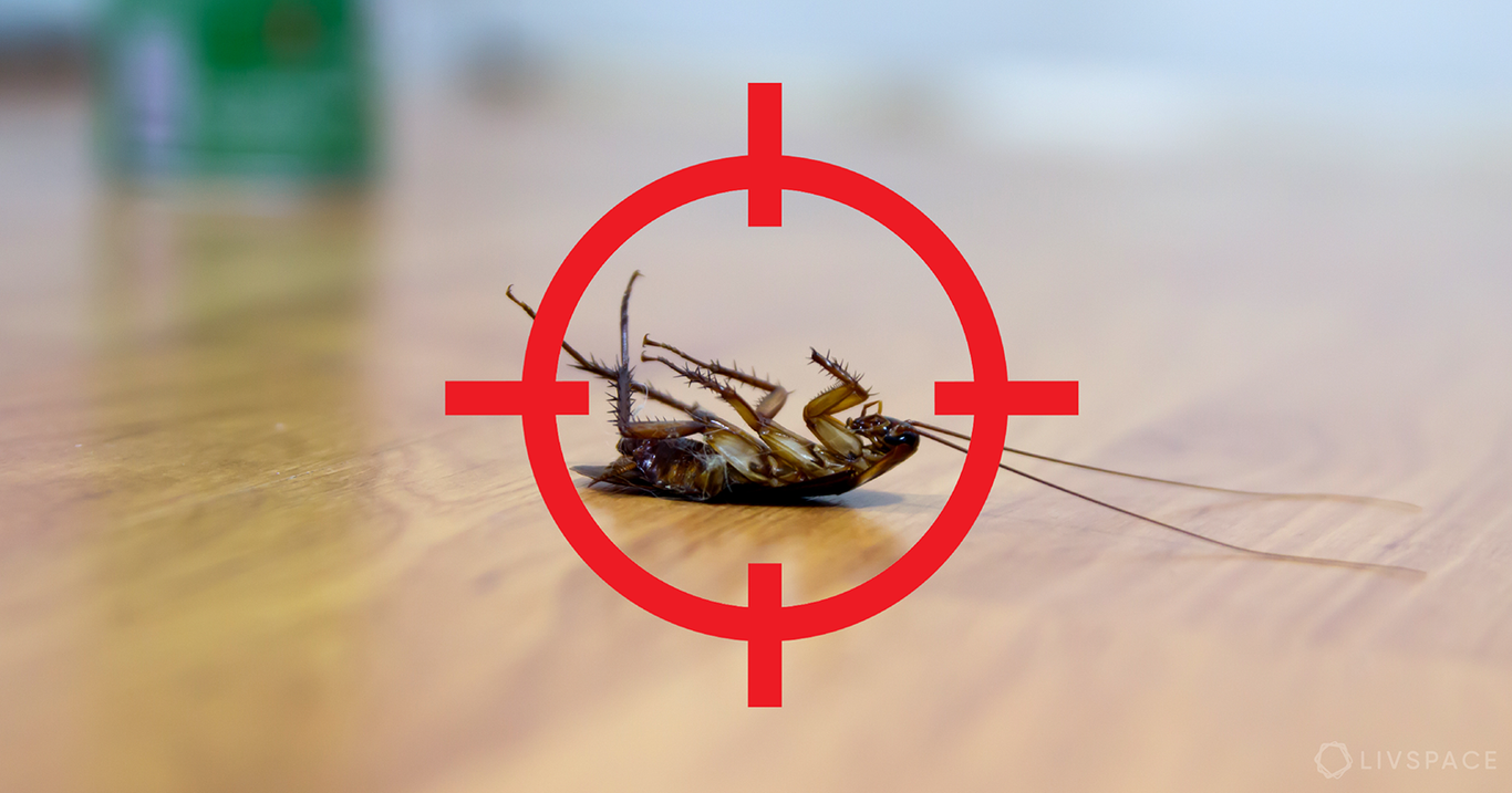 6 Tips: How to Get Rid of Cockroaches From Your Home Remedies