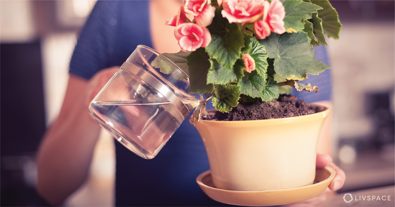 Are You Watering Indoor Plants in the Best Recommended Way?