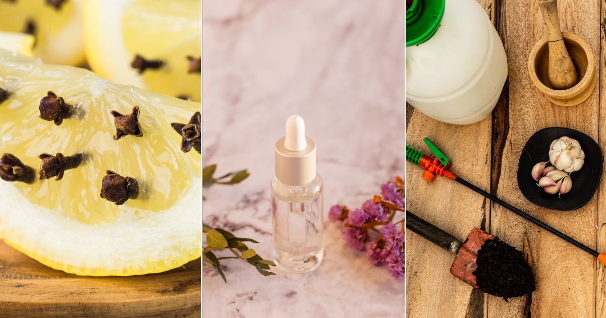 How to get rid of mosquitoes at home: 10 Natural Tips and Tricks