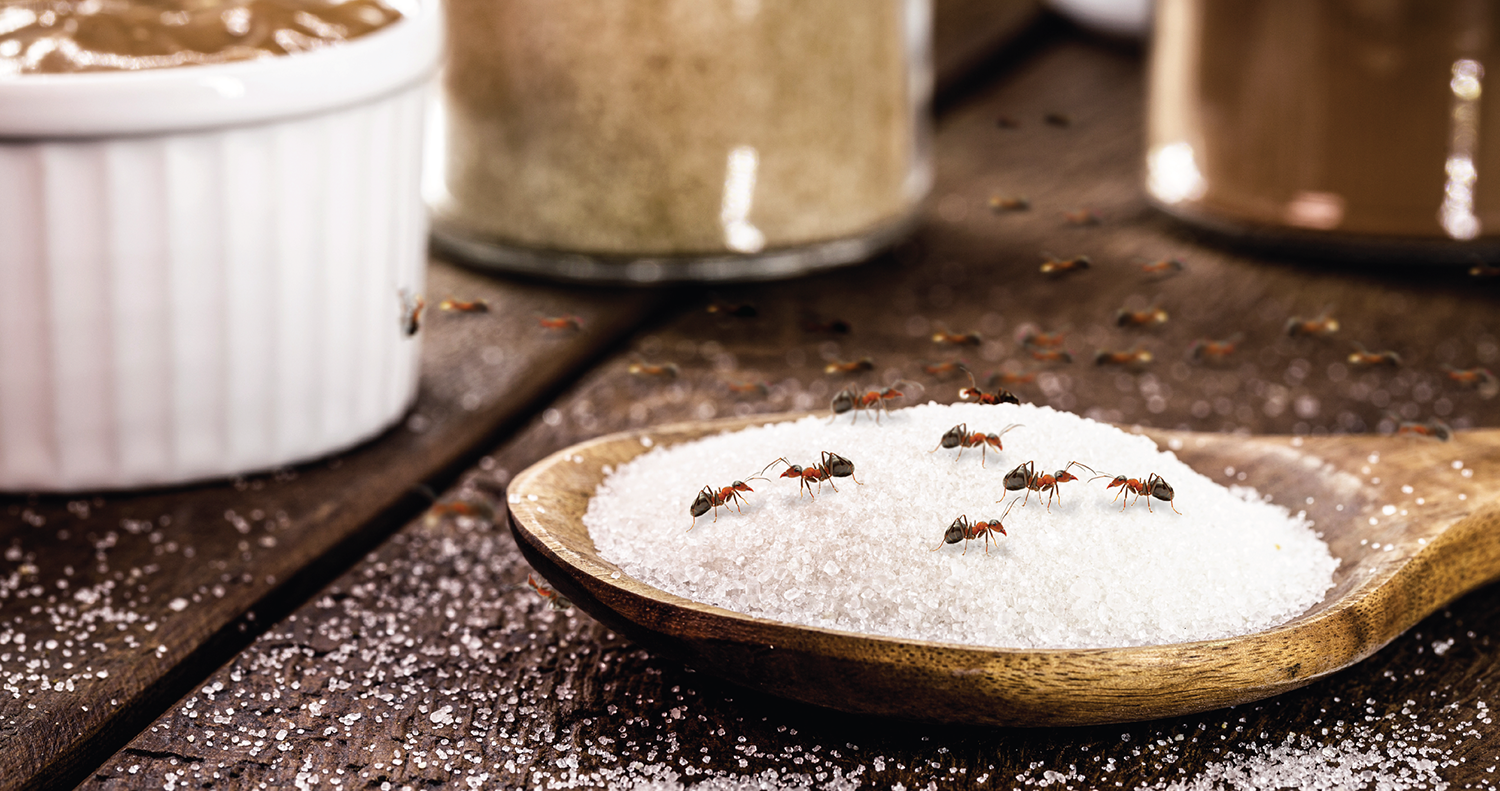 How to Get Rid of Small Insects in the Kitchen | 6 Easy Ways