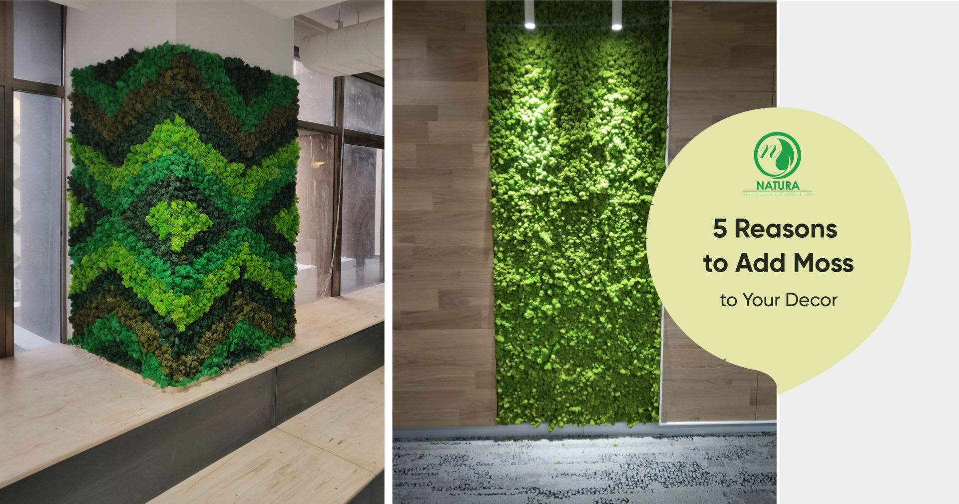Moss Frame: 5 Reasons Why You Should Opt for Moss