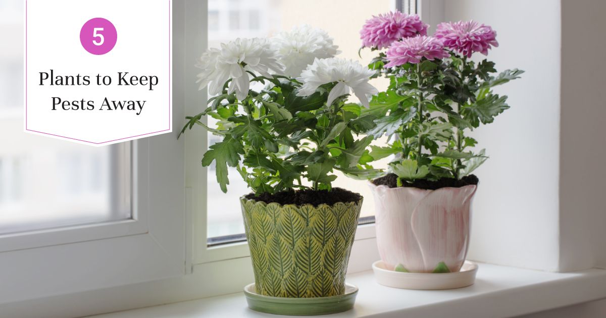 5 Plants That Keep Bugs Away Natural Insect Repellants