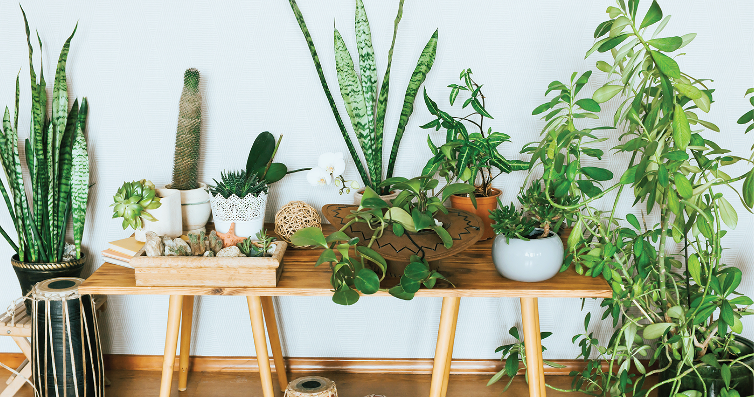 9 Low Light Indoor Plants That Thrive in Near Darkness in India