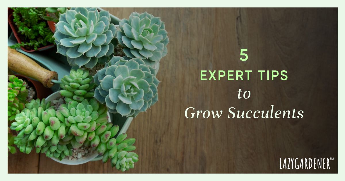 How to Take Care of Succulent Plants | Succulent Maintenance Tips