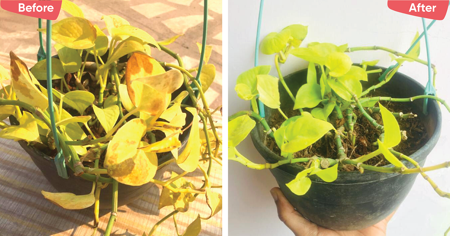 5 Common Plant Diseases and Some Pretty Uncommon Cures for Them