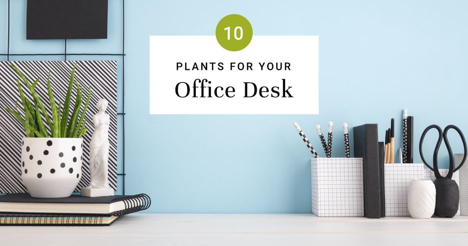 Office Desk Plants | Top 5 Plants That Will Make You Want to Work